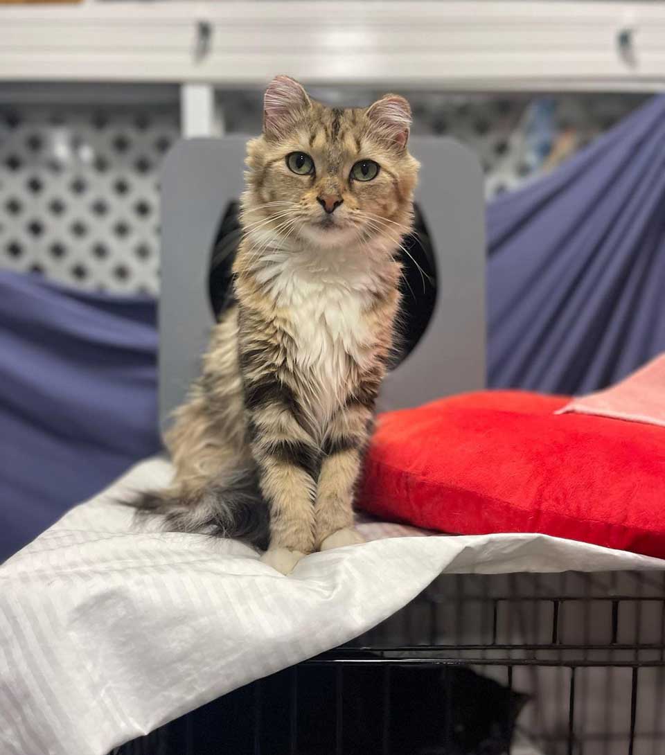 Un chat demande de l'aide aux gens après avoir vécu longtemps à l ...