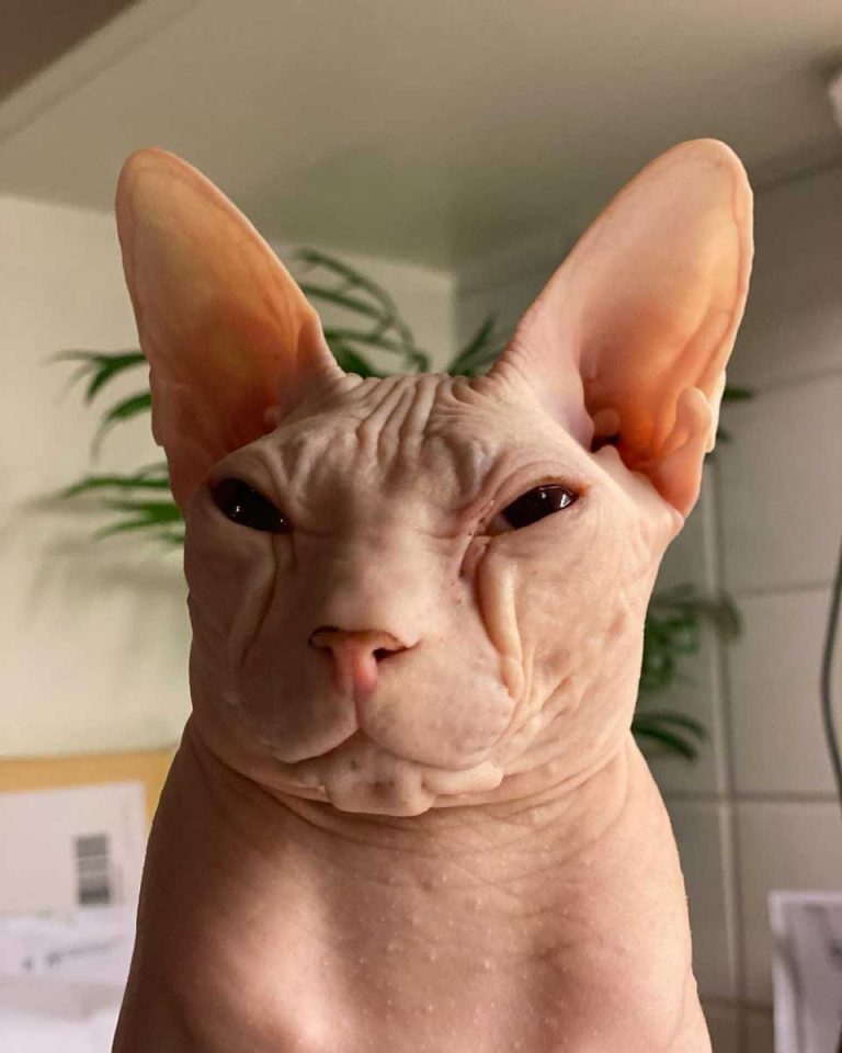 Ces adorables chats sans poils ont des visages grincheux en permanence ...