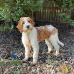 Un chien est retrouvé seul dans les bois en utilisant des aiguilles de ...