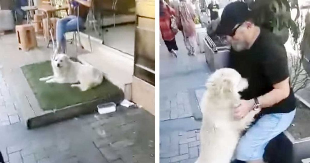 Un chien perdu qui vivait dans la rue ne peut pas croire que sa famille ...