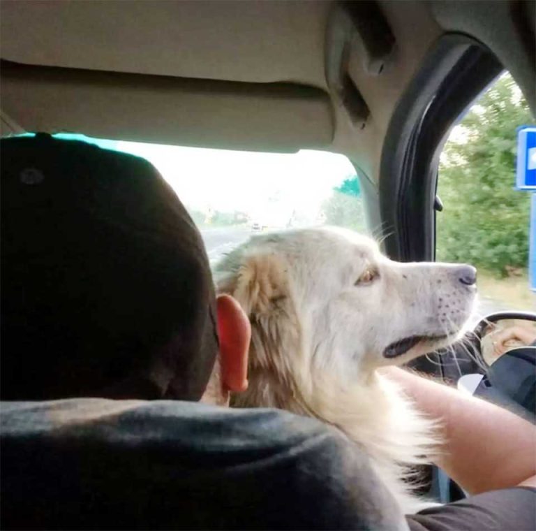 Un chien perdu qui vivait dans la rue ne peut pas croire que sa famille ...