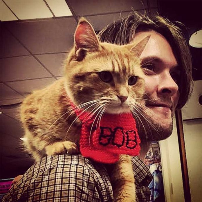 Bob le chat, dont les exploits sont devenus un livre qui a changé la ...