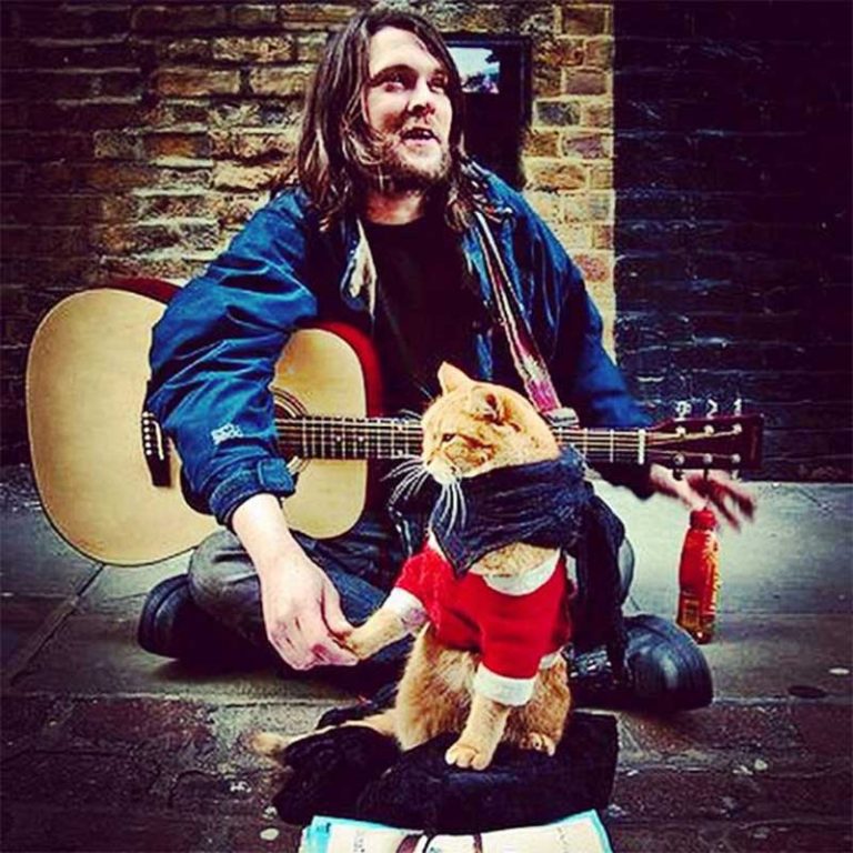 Bob le chat, dont les exploits sont devenus un livre qui a changé la ...