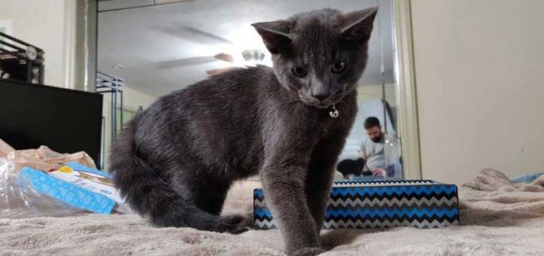 Un chaton errant s'approche d'un homme dans un parking et "supplie" d ...