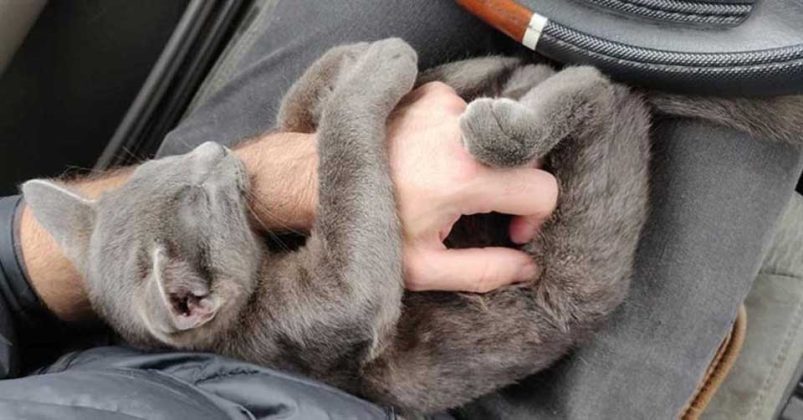 Un chaton errant s'approche d'un homme dans un parking et "supplie" d ...