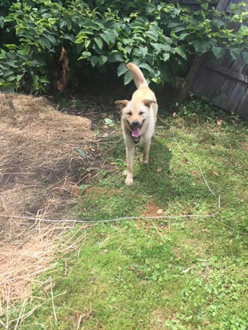 Ce chien court pour la première fois après avoir été enchaîné toute sa ...