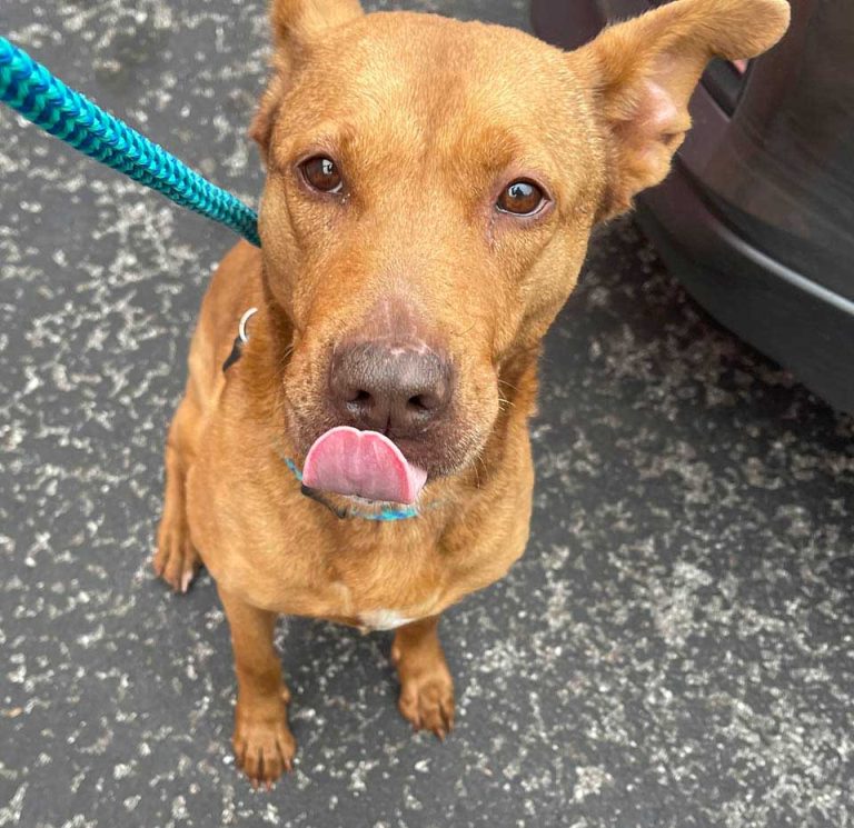 Une chienne retrouvée frissonnante dans les décombres est heureuse d ...