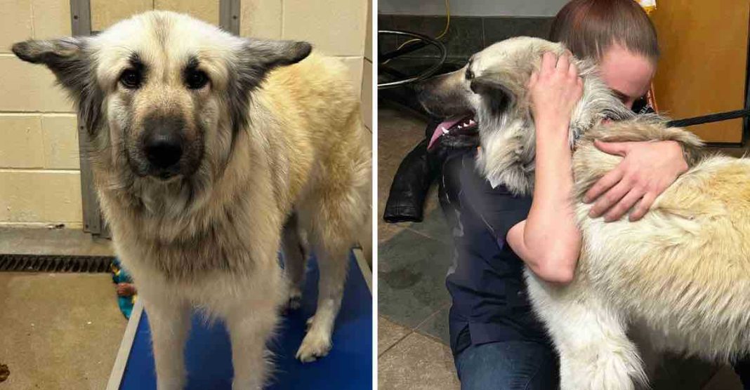 Une femme qui a laissé son chien dans un refuge après avoir perdu sa ...