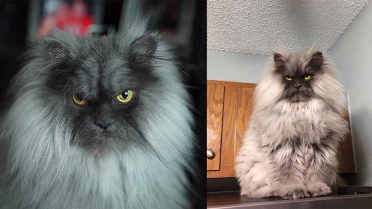 Juno le beau chat qui a l'air énervé en permanence - Chats et Chiens