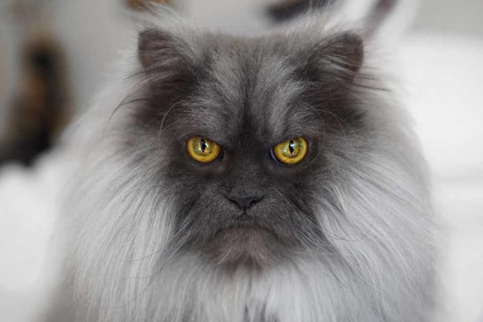 Juno le beau chat qui a l'air énervé en permanence - Chats et Chiens