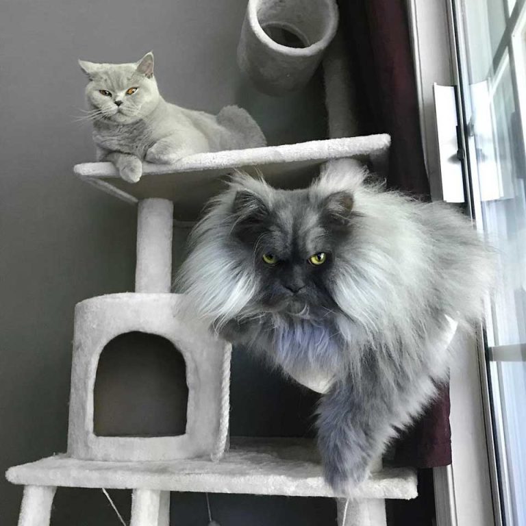 Juno le beau chat qui a l'air énervé en permanence - Chats et Chiens