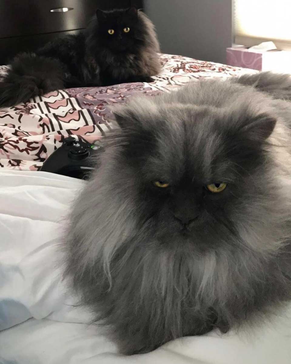 Juno le beau chat qui a l'air énervé en permanence - Chats et Chiens