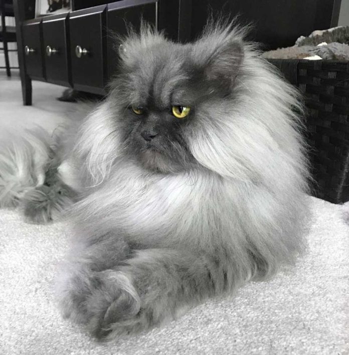 Juno le beau chat qui a l'air énervé en permanence - Chats et Chiens