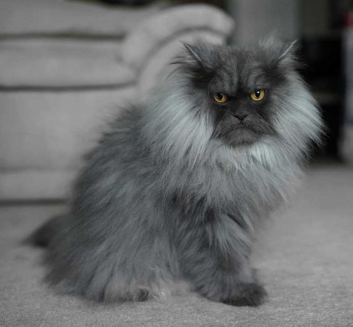 Juno le beau chat qui a l'air énervé en permanence - Chats et Chiens