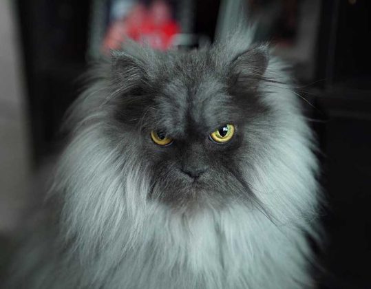 Juno le beau chat qui a l'air énervé en permanence - Chats et Chiens