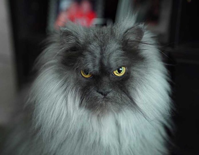 Juno le beau chat qui a l'air énervé en permanence - Chats et Chiens