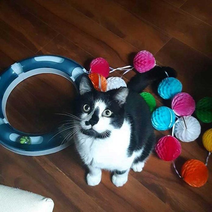 Un chat sans-abri a attendu que la porte soit ouverte pour être sur les ...