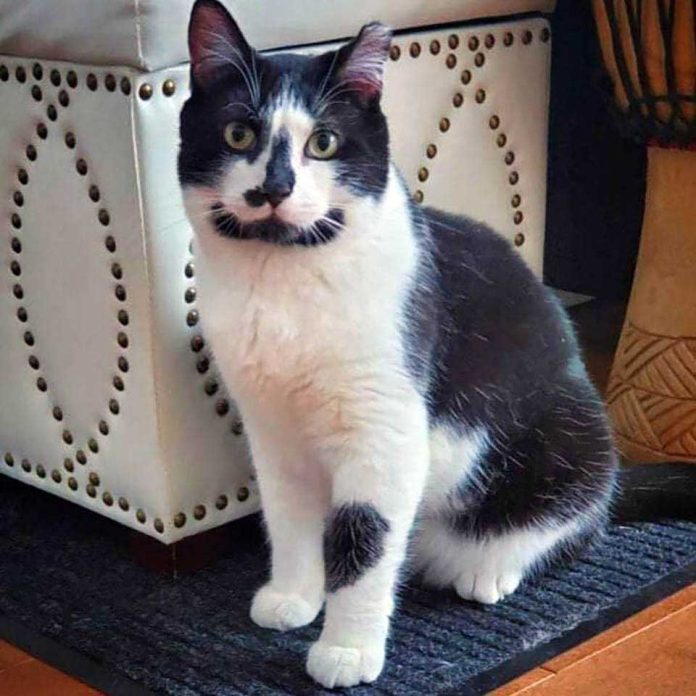 Un chat sans-abri a attendu que la porte soit ouverte pour être sur les ...