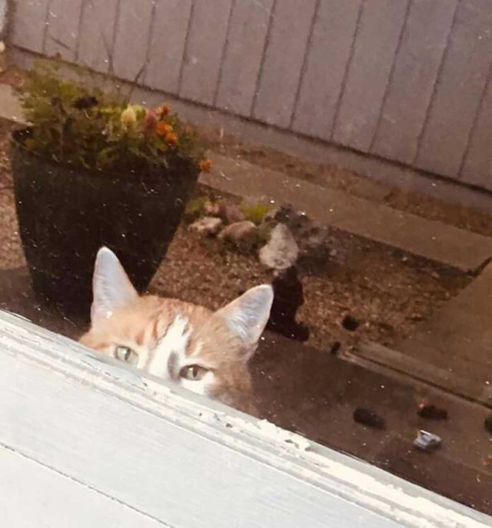 Ce chat sournois a tenté de s'échapper tellement de fois que la famille ...