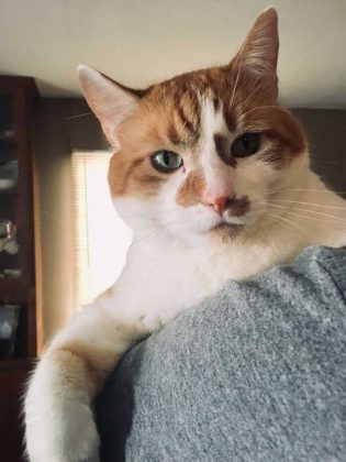 Ce chat sournois a tenté de s'échapper tellement de fois que la famille ...