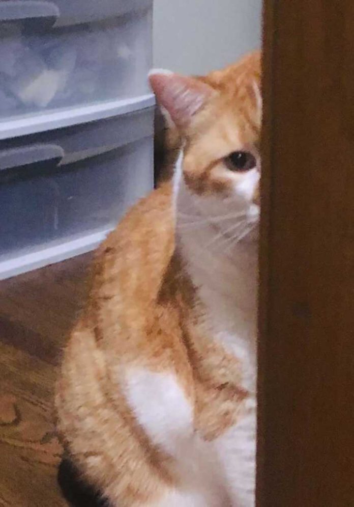 Ce chat sournois a tenté de s'échapper tellement de fois que la famille ...