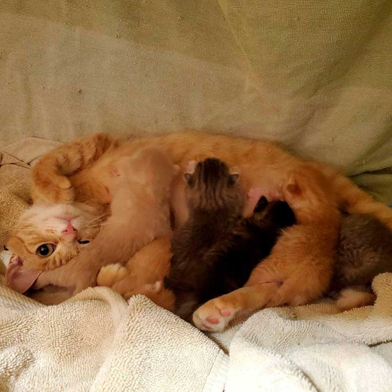Une chatte sans-abri revient chez la femme avec qui elle s'est liée d ...