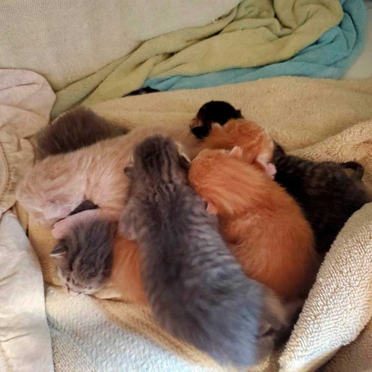 Une chatte sans-abri revient chez la femme avec qui elle s'est liée d ...