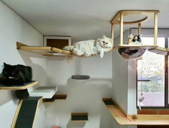 Ce lit est parfaitement conçu pour les personnes avec des chats - Chats ...