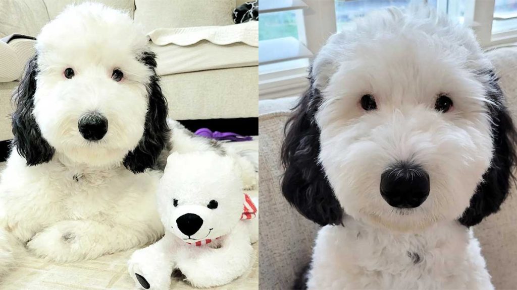 Rencontrez le chien qui est devenu viral pour être identique à Snoopy ...