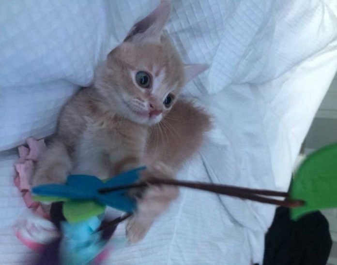 Un adorable chaton sauvé insiste pour être emmené partout après avoir ...