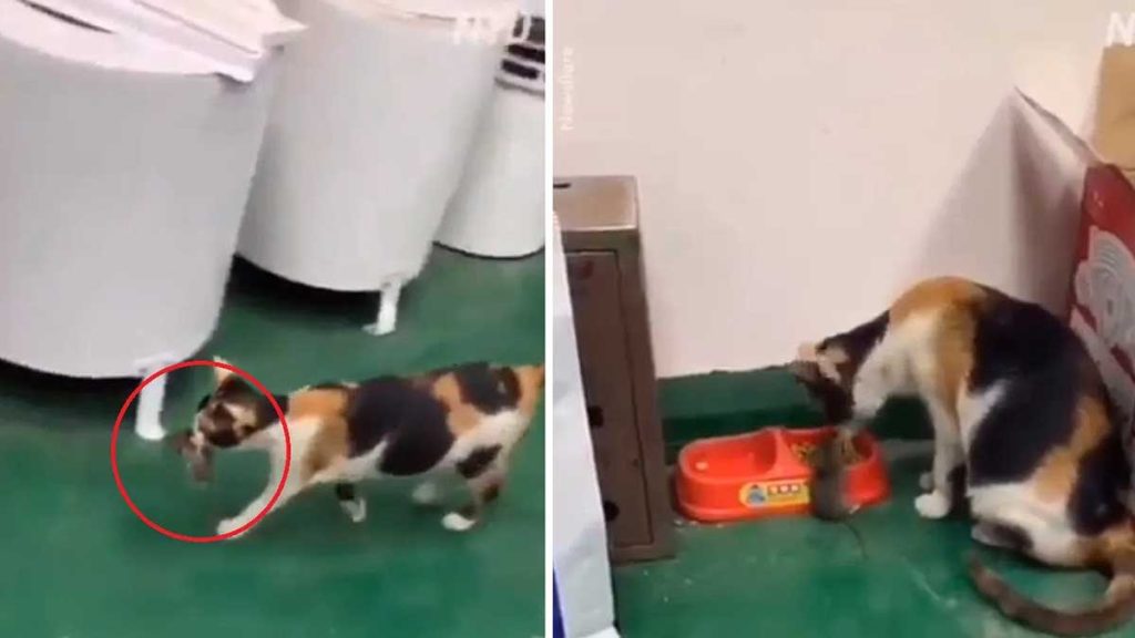 Ce chat conduit une souris vers un bol de nourriture pour qu'ils ...