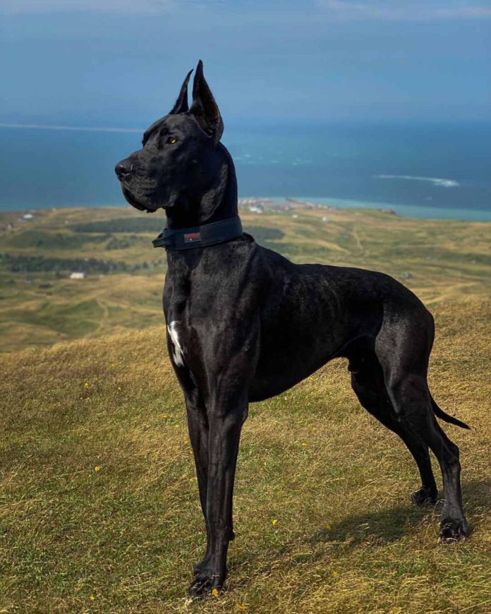 24 dogues allemands géants qui n'ont aucune idée de leur taille - Chats ...