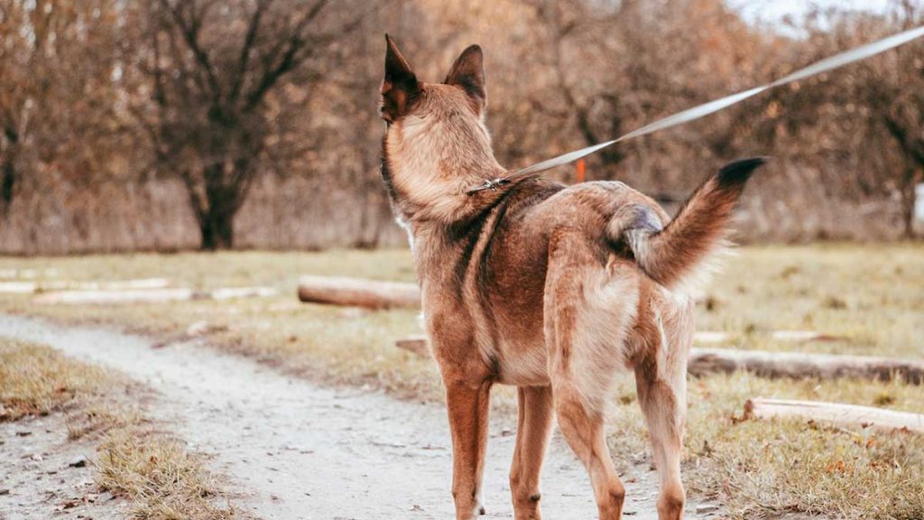 Le chien le plus intelligent du monde révélé... et ce n’est pas le ...