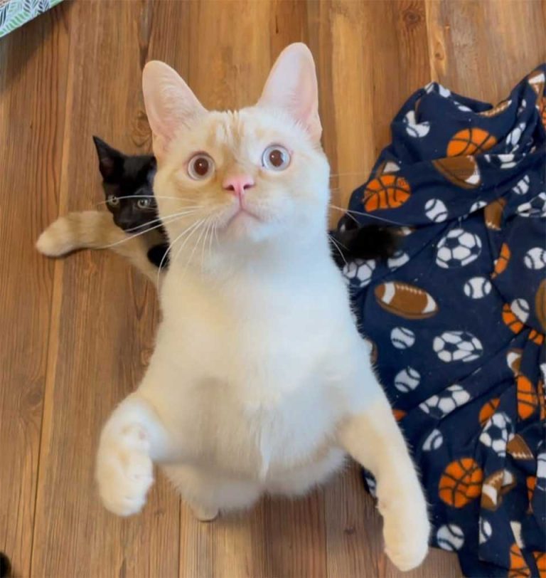 Ce chat accepte les chatons comme les siens après qu'ils aient été ...