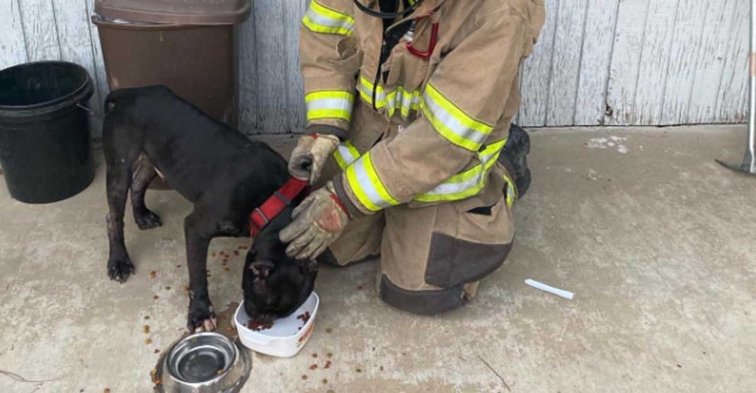 Les pompiers sauvent un chiot qui a passé une semaine abandonné dans un ...