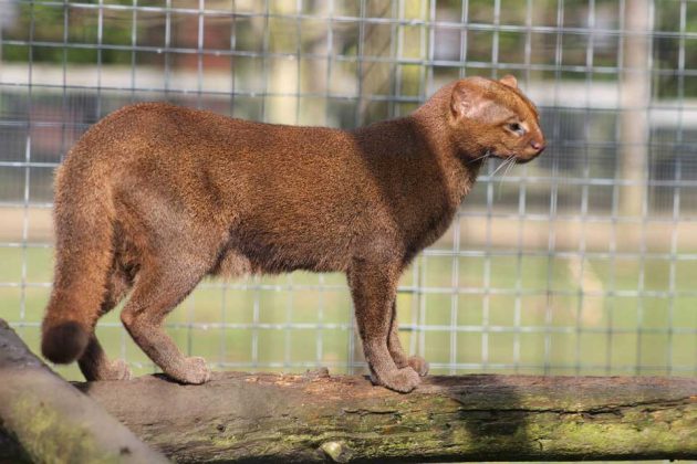 Jaguarundi : Caractéristiques, Caractère, où il vit, ce qu'il mange ...