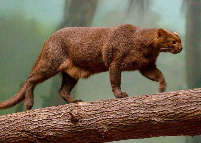 Jaguarondi : Caractéristiques, Caractère, où il vit, ce qu'il mange ...