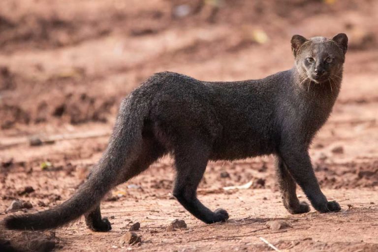 Jaguarondi : Caractéristiques, Caractère, où il vit, ce qu'il mange ...