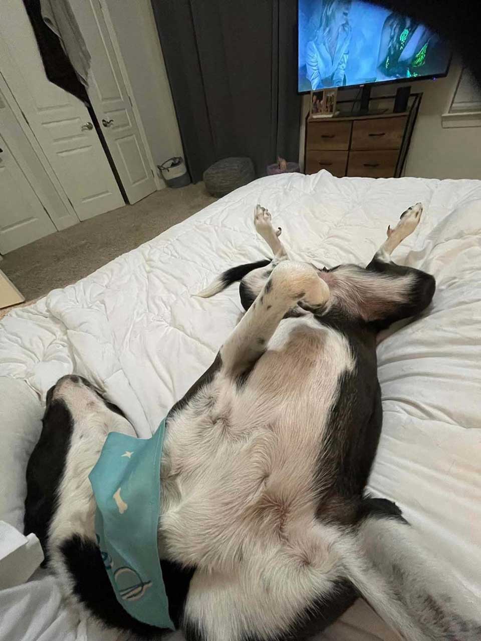 Un chien se blottit contre un paresseux en peluche au refuge en ...
