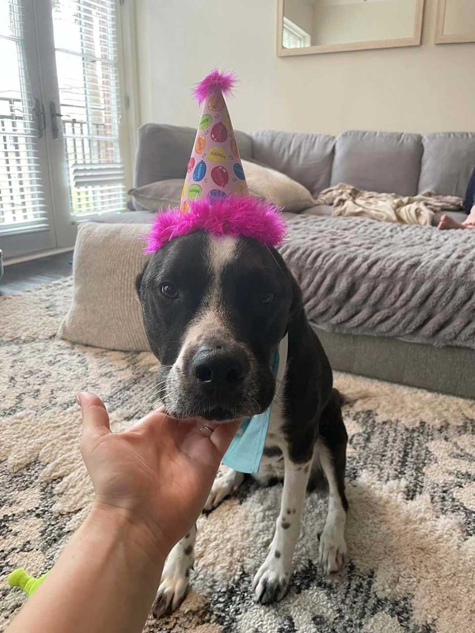 Un chien se blottit contre un paresseux en peluche au refuge en ...