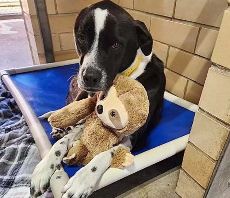 Un chien se blottit contre un paresseux en peluche au refuge en ...