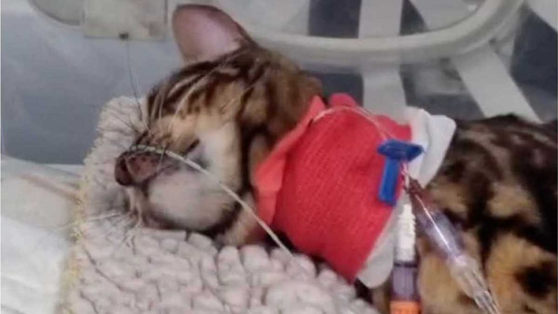 Le chat récupère miraculeusement après avoir été "mort" pendant 26 ...