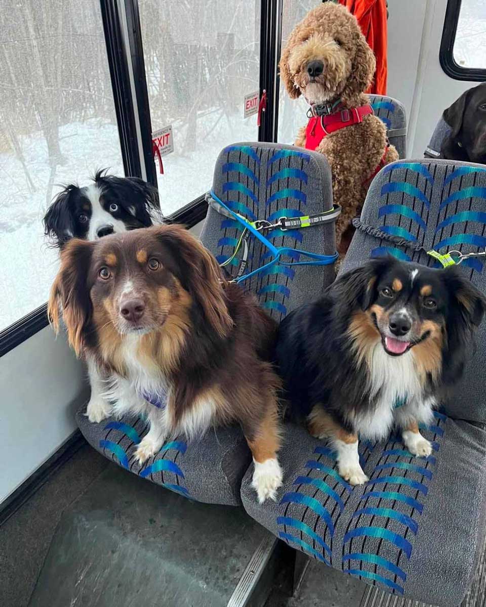 Un couple crée un bus pour emmener les chiens du quartier dans de ...