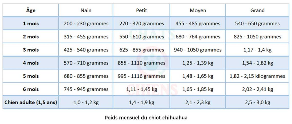 Poids du chihuahua par mois | Chats et Chiens