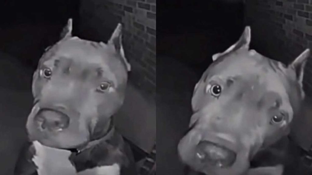 Vidéo : Un chien sonne à la porte de sa voisine à 4 heures du matin ...