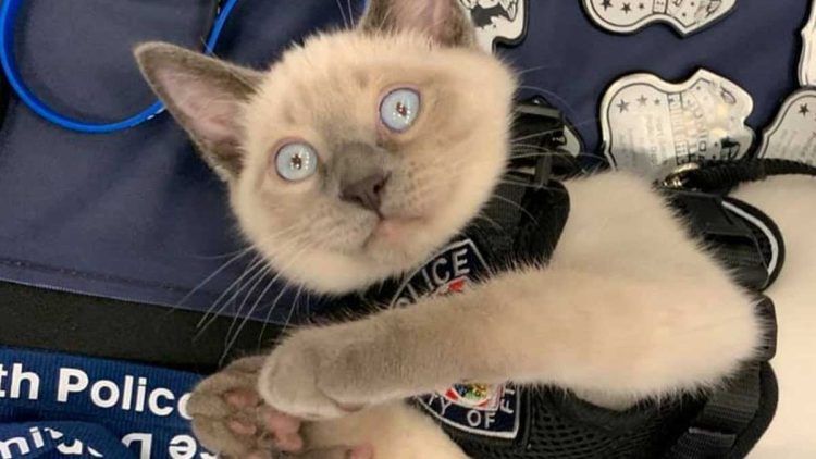 L'officier chat est prêt à prendre ses fonctions ! Il s'est vu confier ...