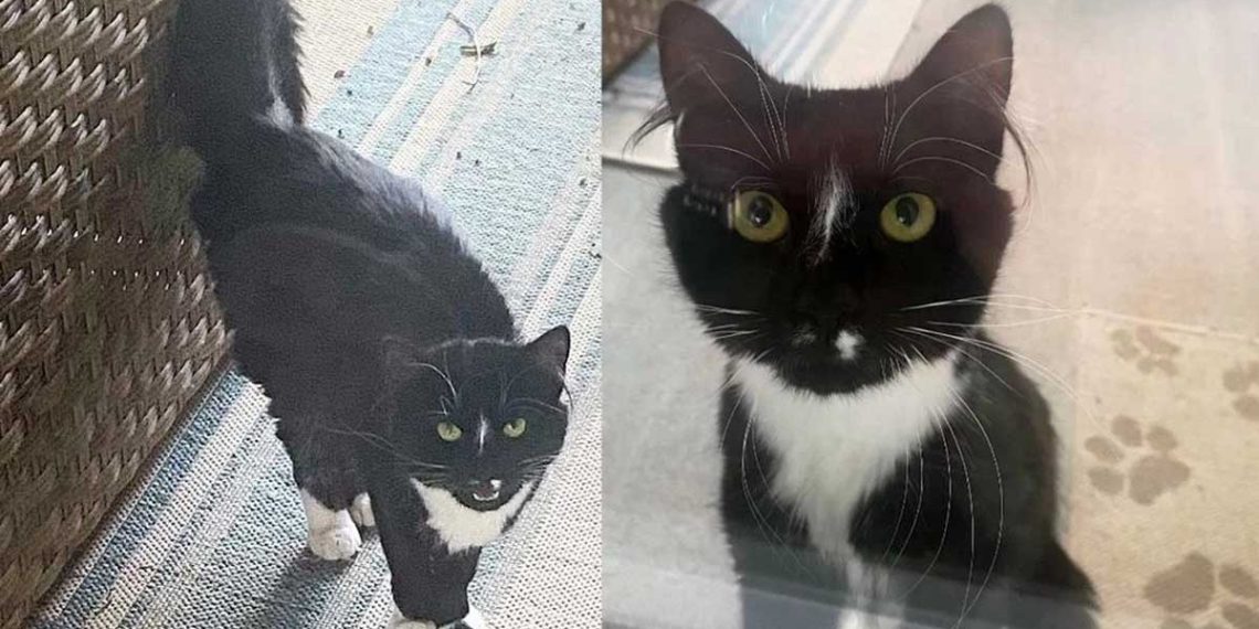 Un chat a « frappé » à la porte et a jeté un coup d’œil dans la maison ...