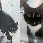 Ils ont adopté un chat pour attraper des souris, mais ce n’était pas le ...