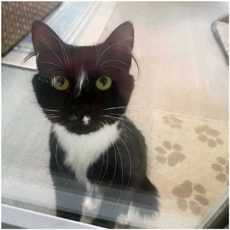 Un chat a « frappé » à la porte et a jeté un coup d’œil dans la maison ...