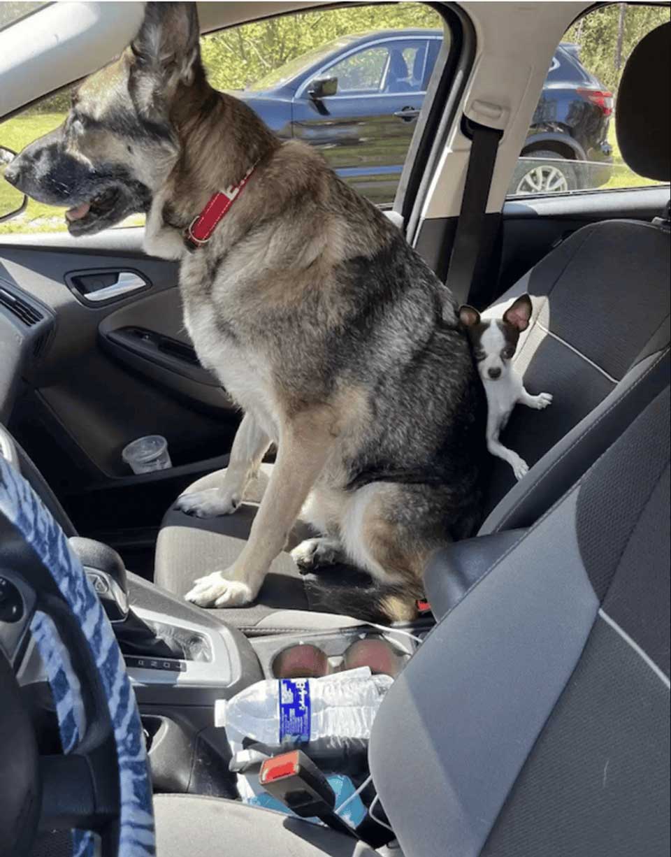 Elle a prié pour que le berger allemand aime son nouveau chien. Elle ne ...